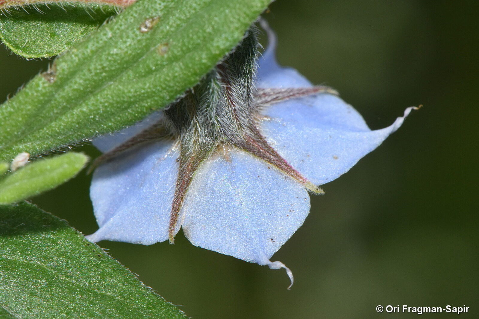Trichodesma indicum var. indicum | Plants of the World Online | Kew Science