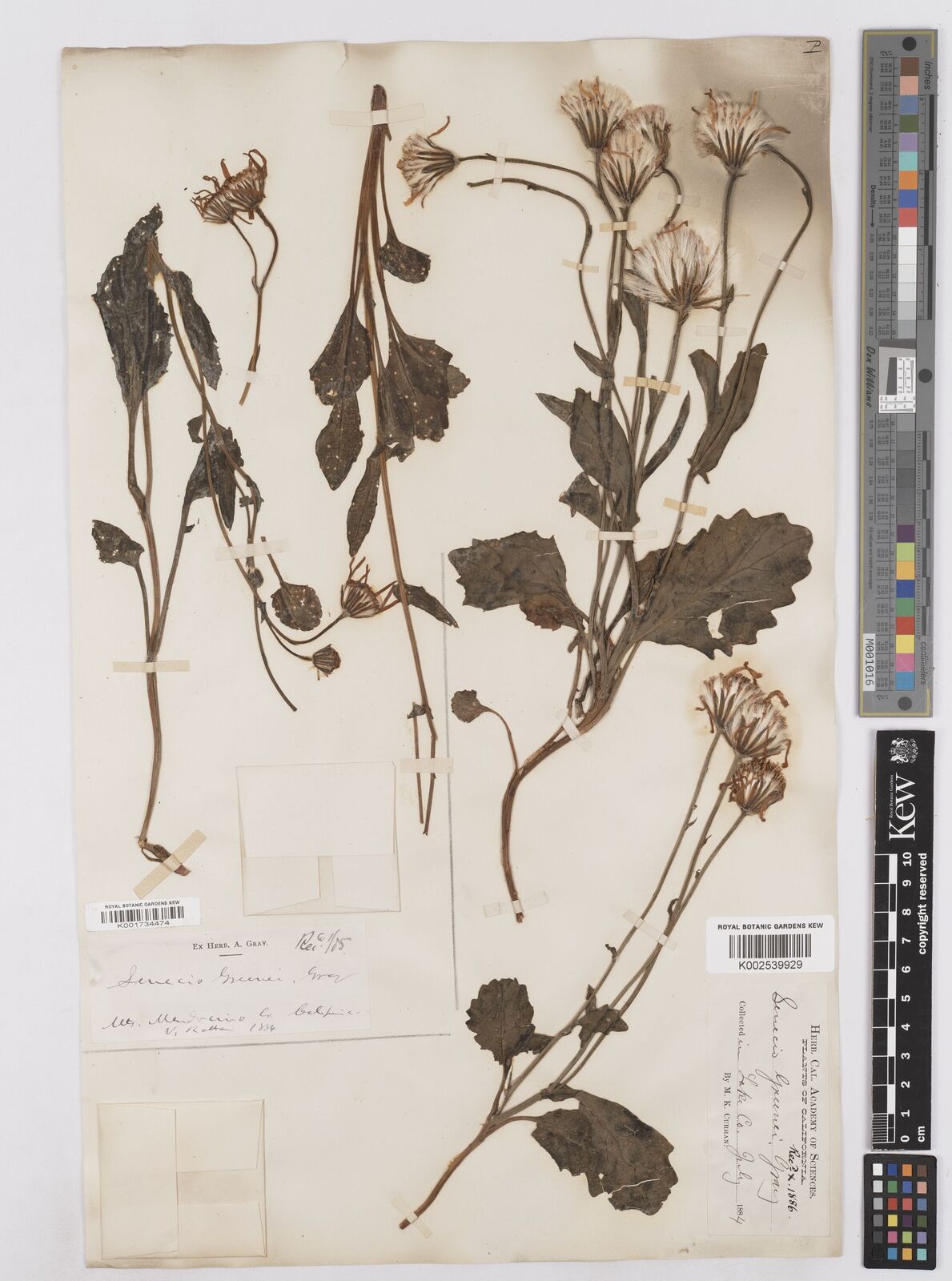 Packera greenei (A.Gray) W.A.Weber & Á.Löve | Plants of the World ...