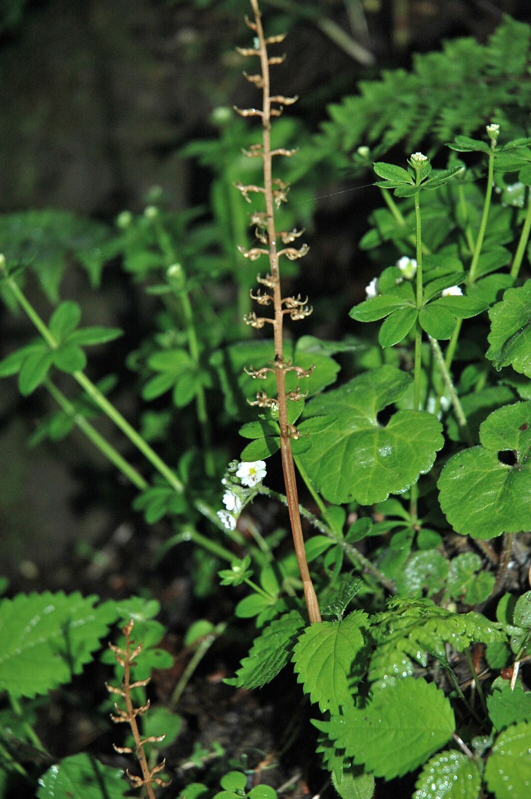 Neottia acuminata Schltr. | Plants of the World Online | Kew Science