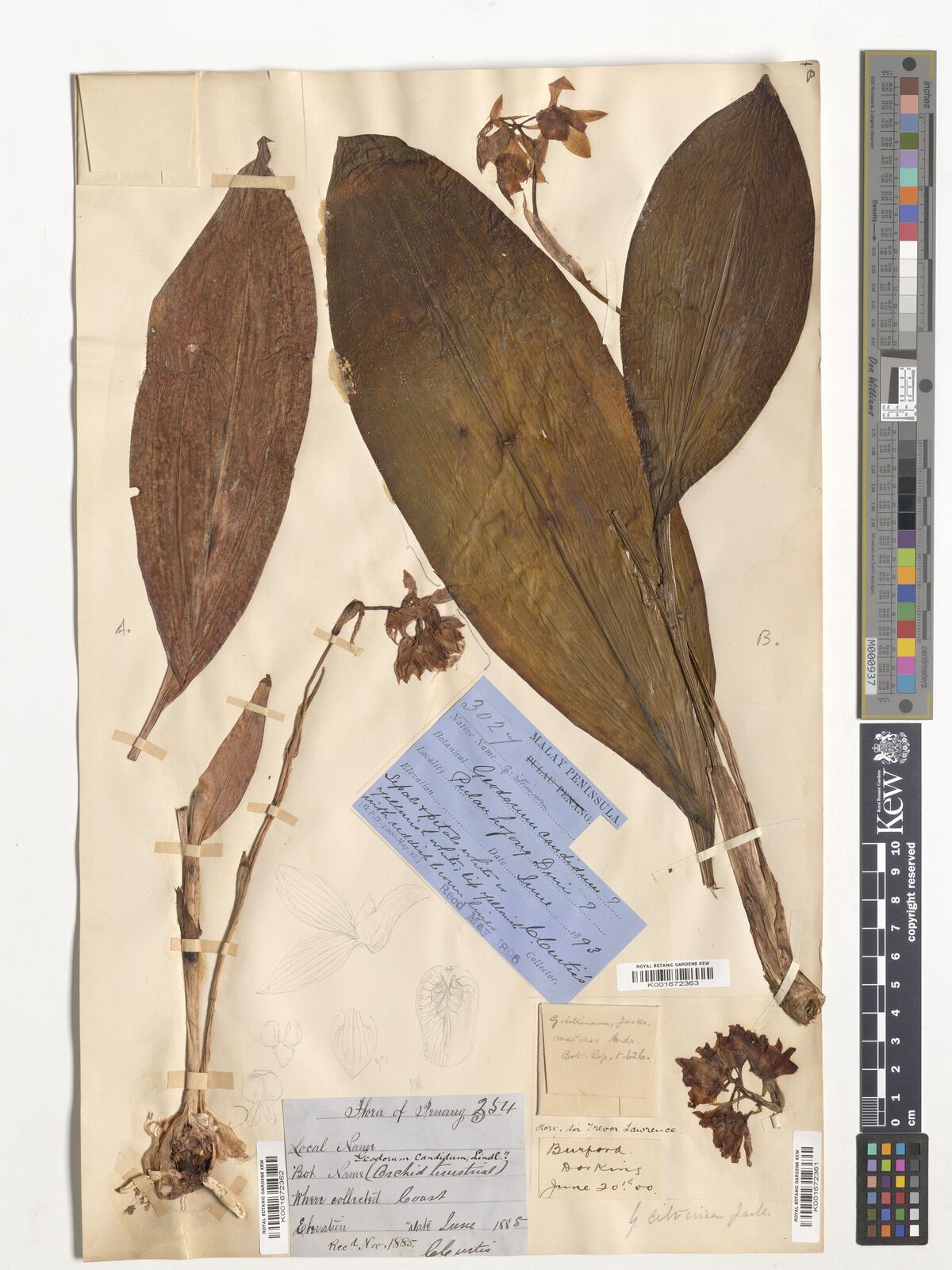 Eulophia citrina (Andrews) Ormerod & Kurzweil | Plants of the World ...