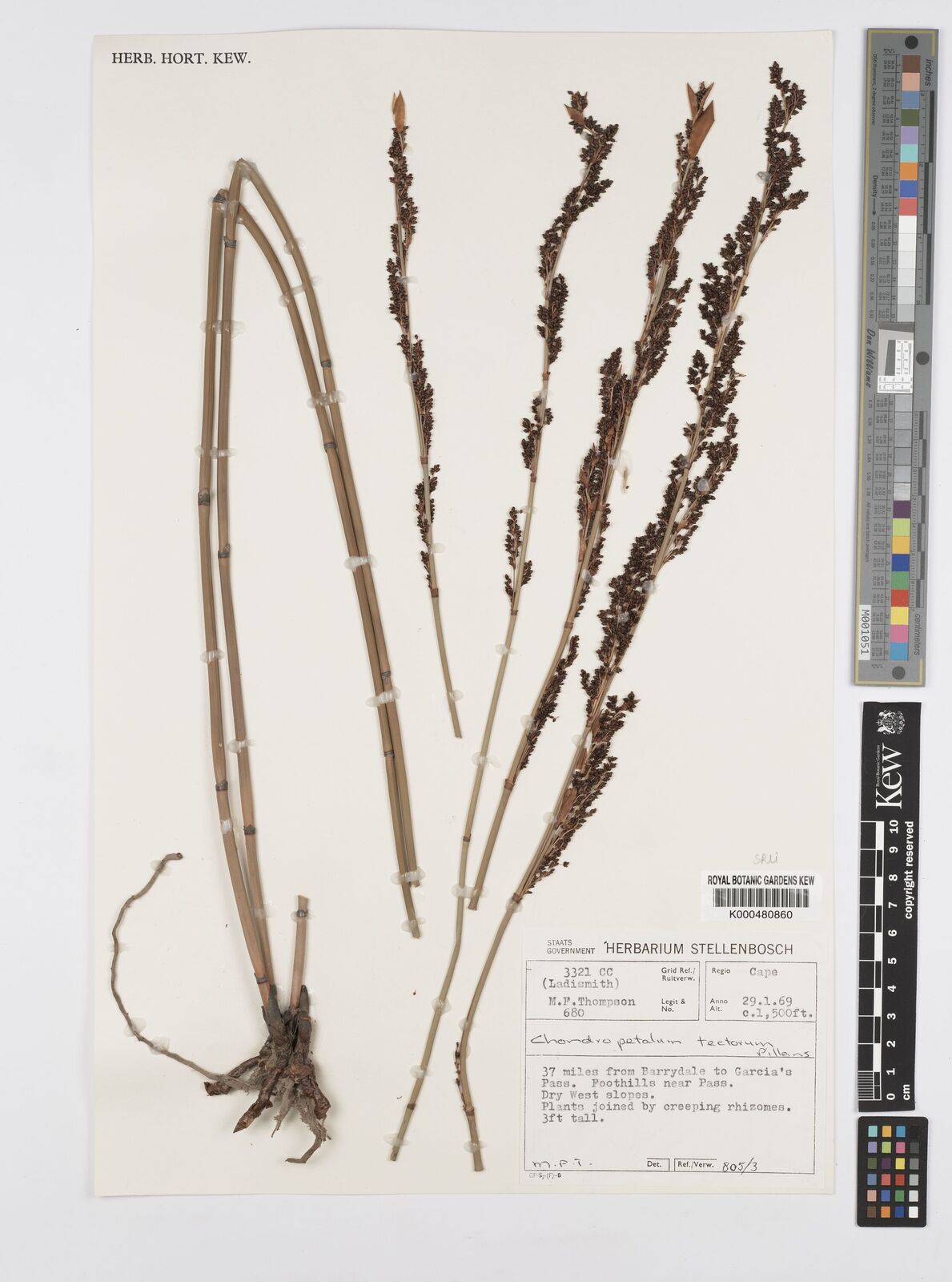 Elegia macrocarpa (Kunth) Moline & H.P.Linder | Plants of the World ...