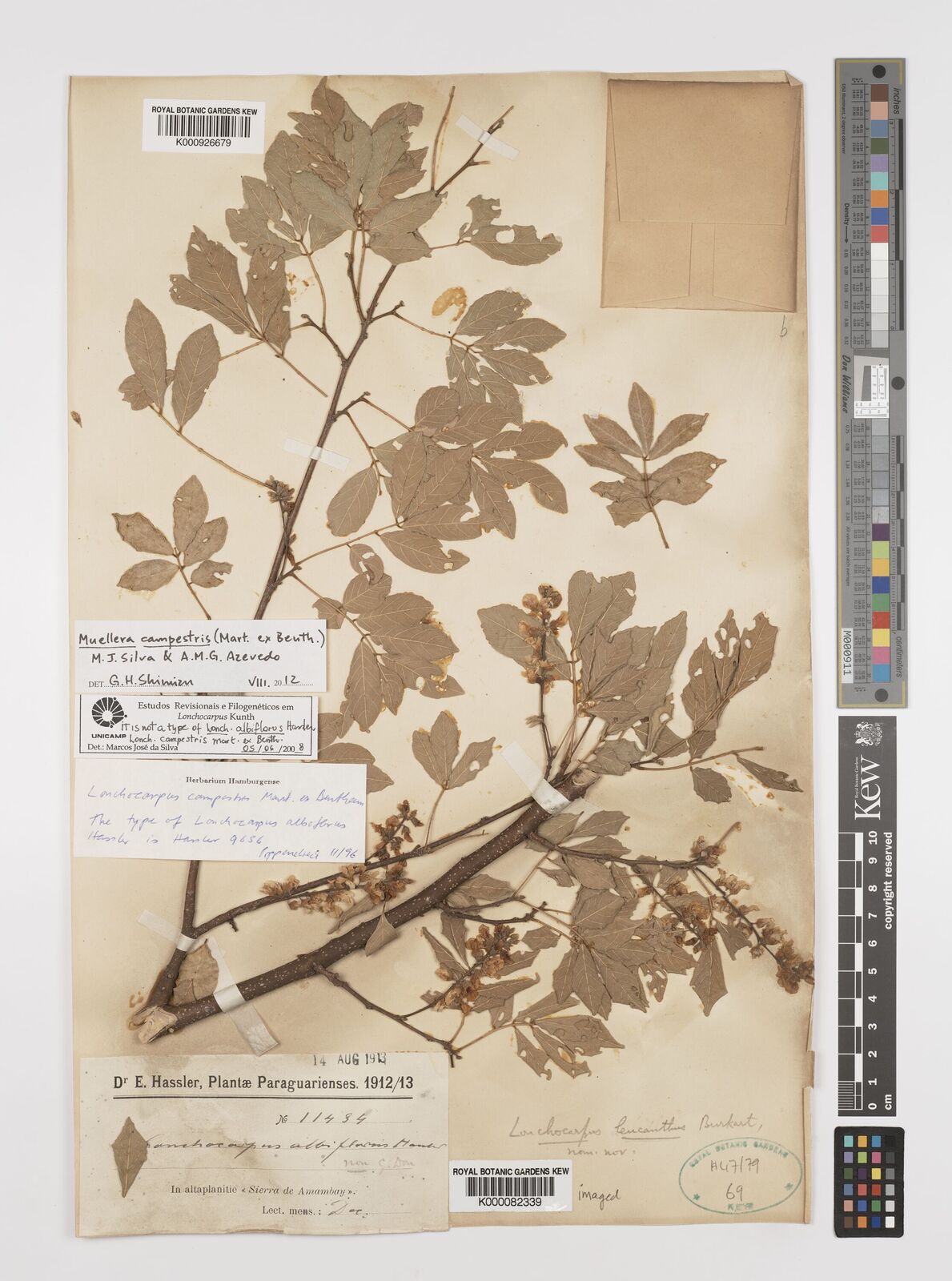 Muellera campestris (Mart. ex Benth.) M.J.Silva & A.M.G.Azevedo ...