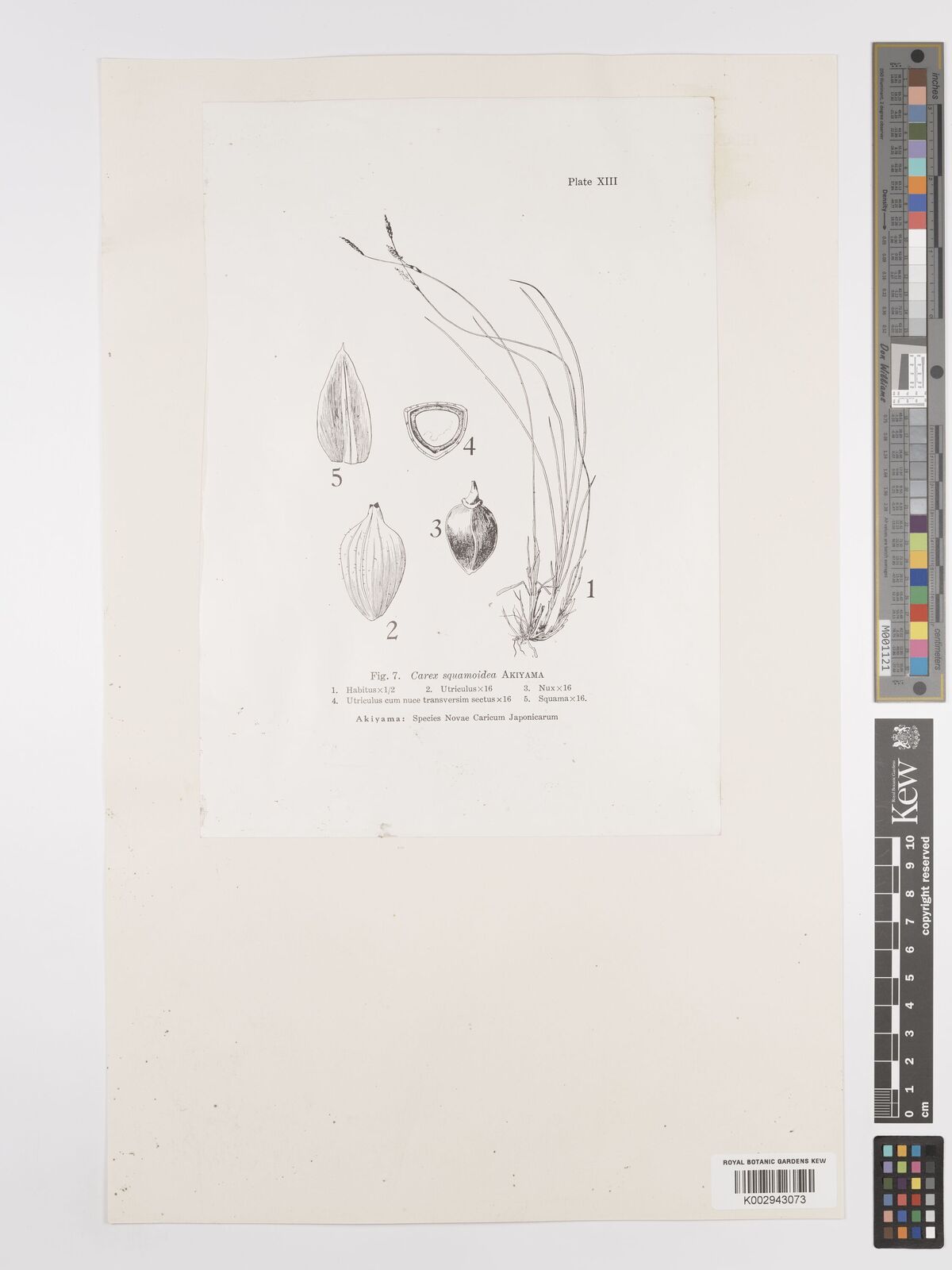 Carex microtricha Franch. | Plants of the World Online | Kew Science