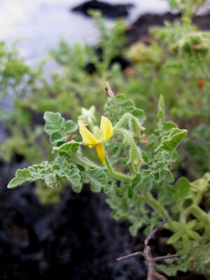 Solanum cheesmaniae (L.Riley) Fosberg | Plants of the World Online ...