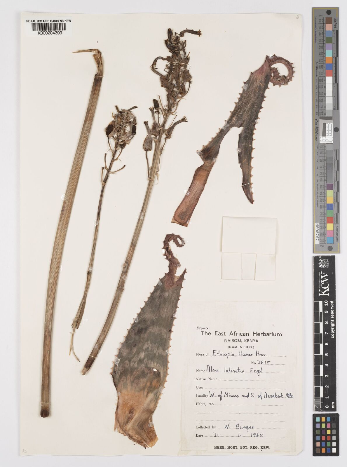 Aloe macrocarpa Tod. | Plants of the World Online | Kew Science