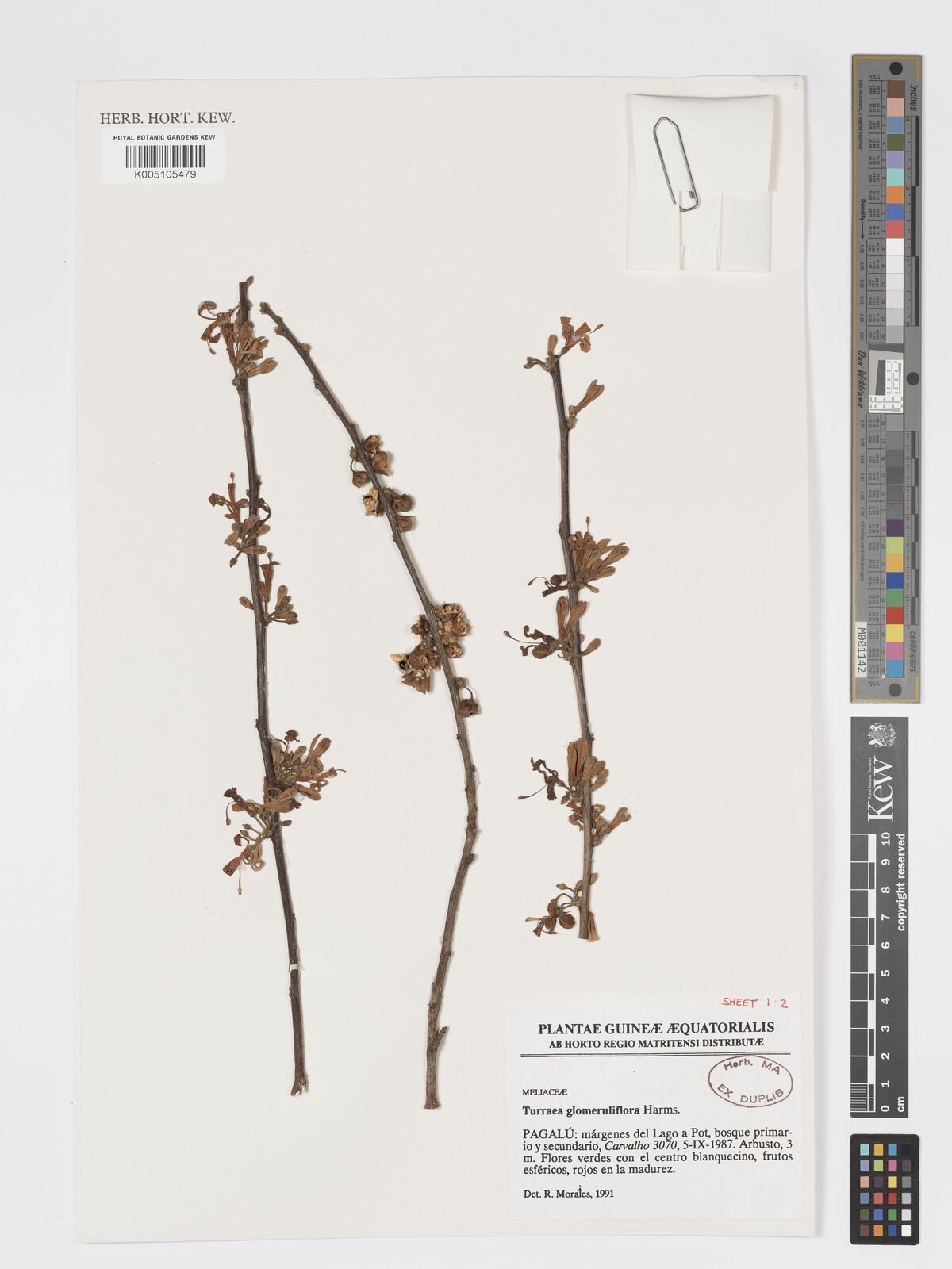 Turraea glomeruliflora Harms | Plants of the World Online | Kew Science