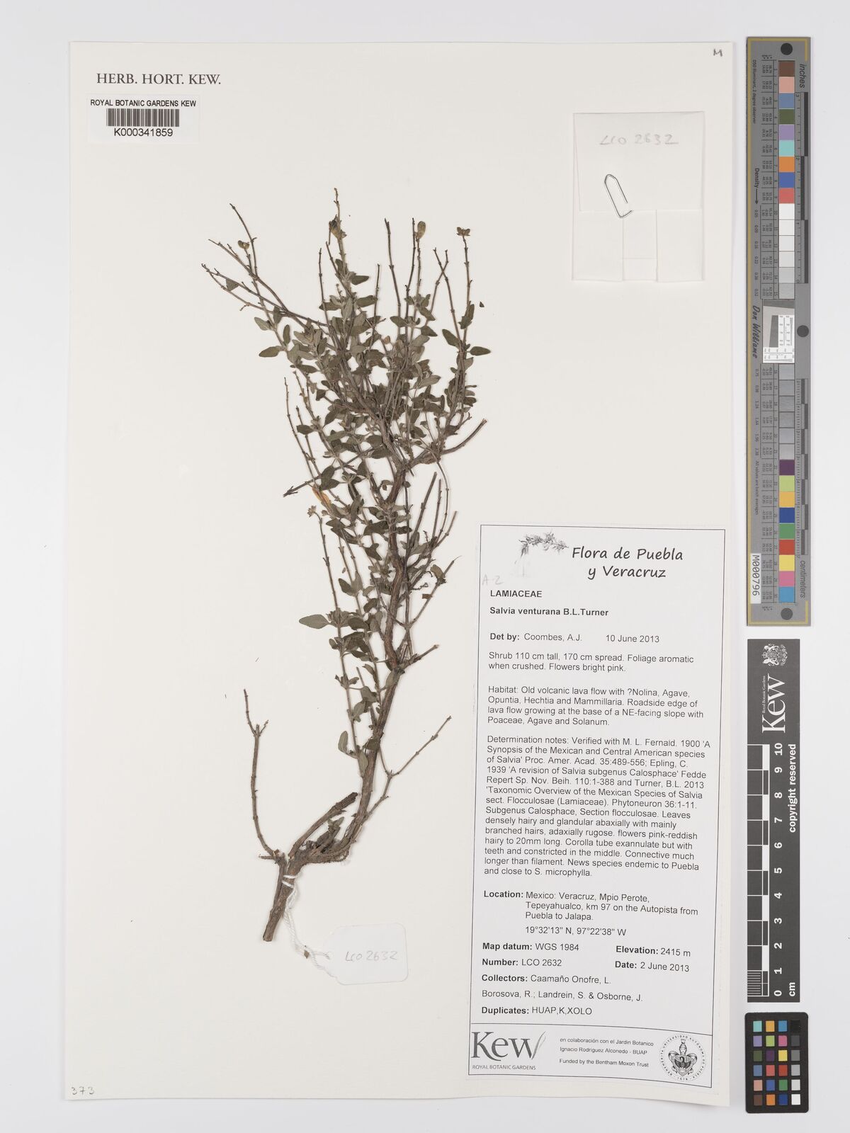 Salvia venturana B.L.Turner | Plants of the World Online | Kew Science