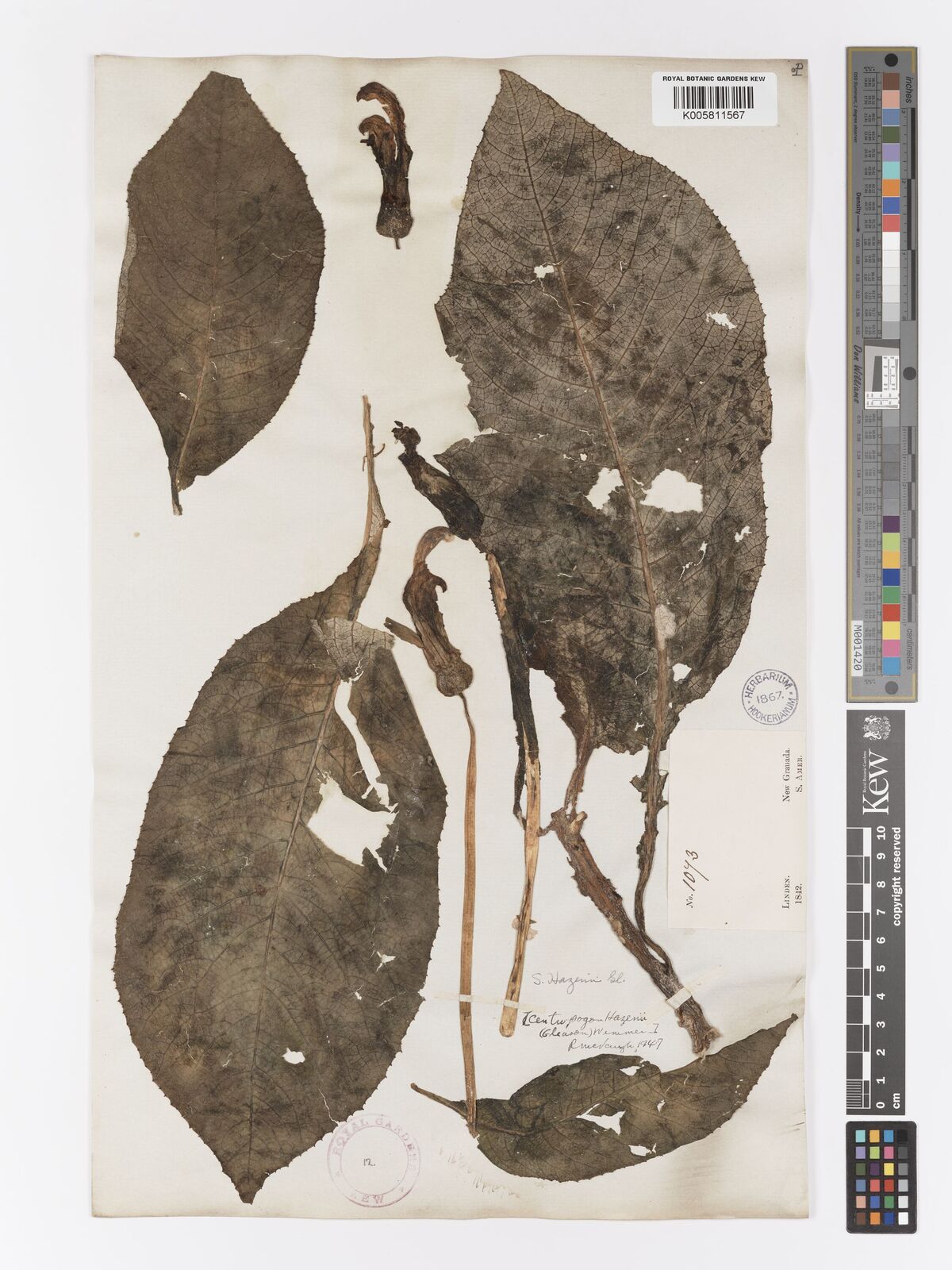 Centropogon hazenii (Gleason) E.Wimm. | Plants of the World Online ...