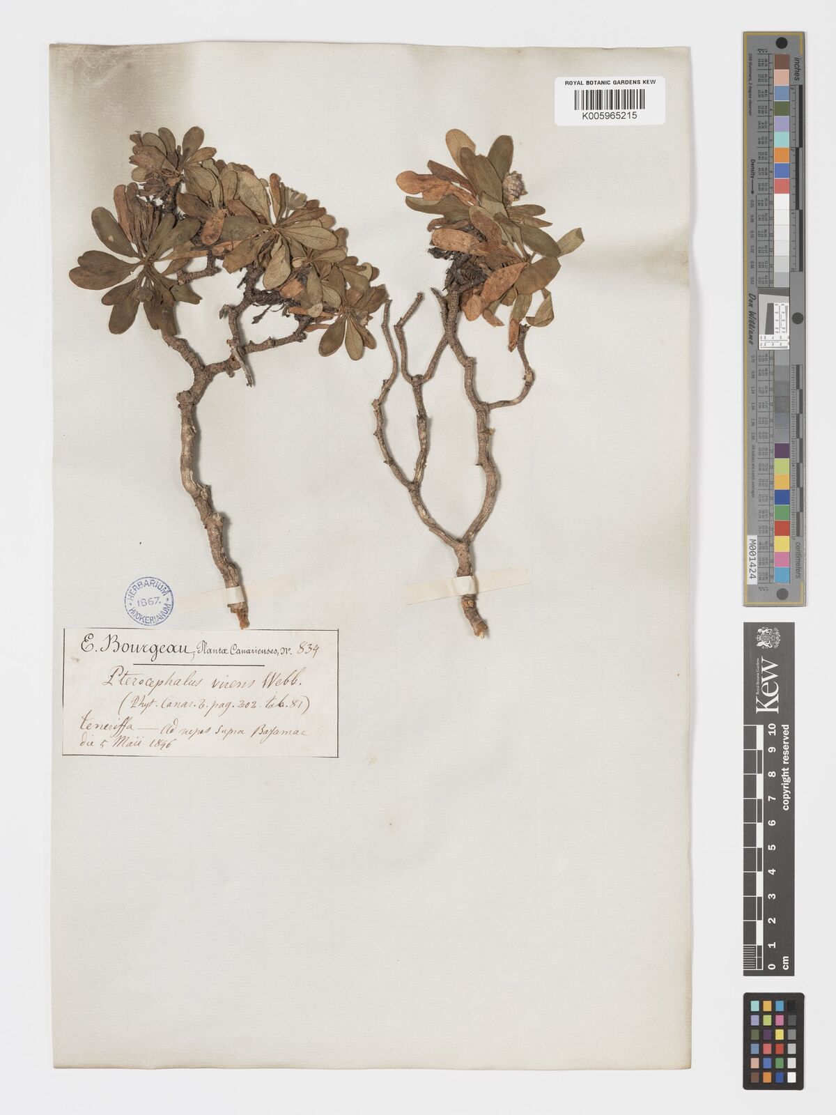 Pterocephalus virens Webb & Berthel. | Plants of the World Online | Kew ...