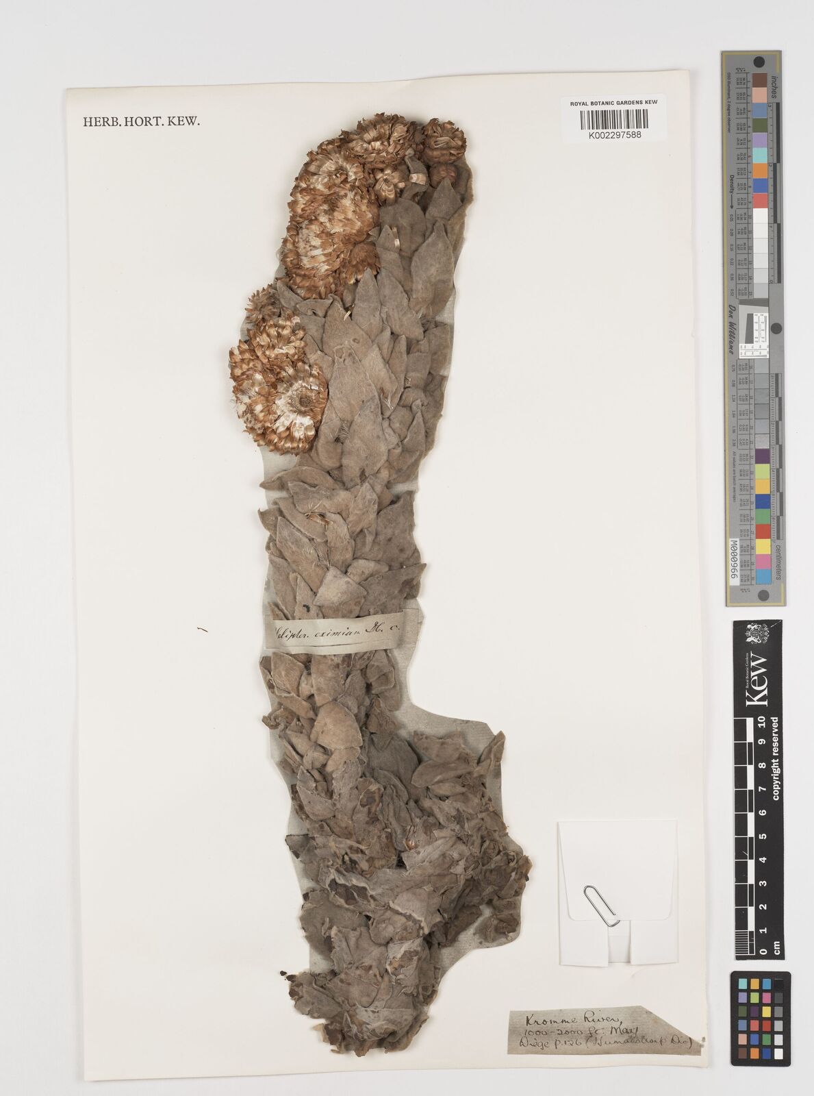 Syncarpha eximia (L.) B.Nord. | Plants of the World Online | Kew Science