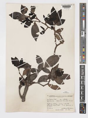 Rothmannia Thunb. | Plants of the World Online | Kew Science